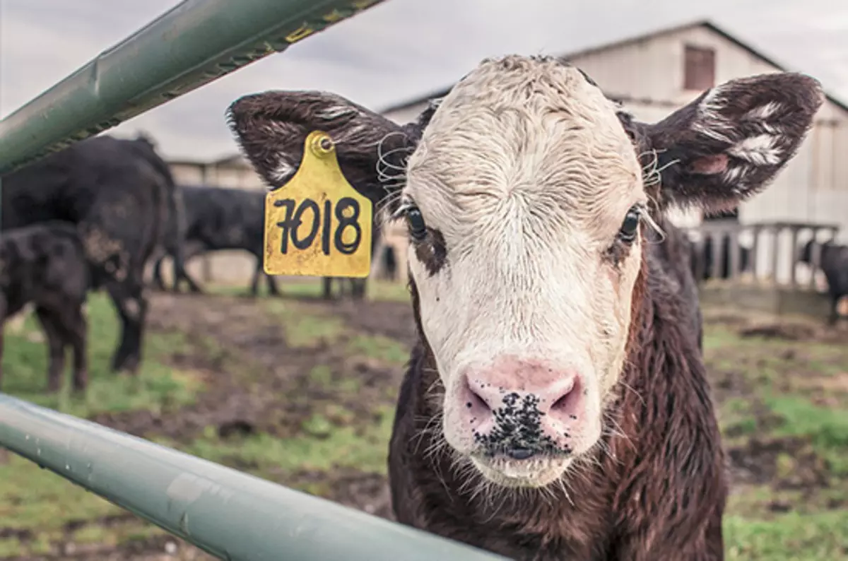 V poradí navrhujú legálne stanoviť maximálny počet zvierat v úžitkových farmách