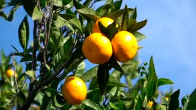 Abundância Mandarina: Uma colheita recorde é coletada na Abkhazia