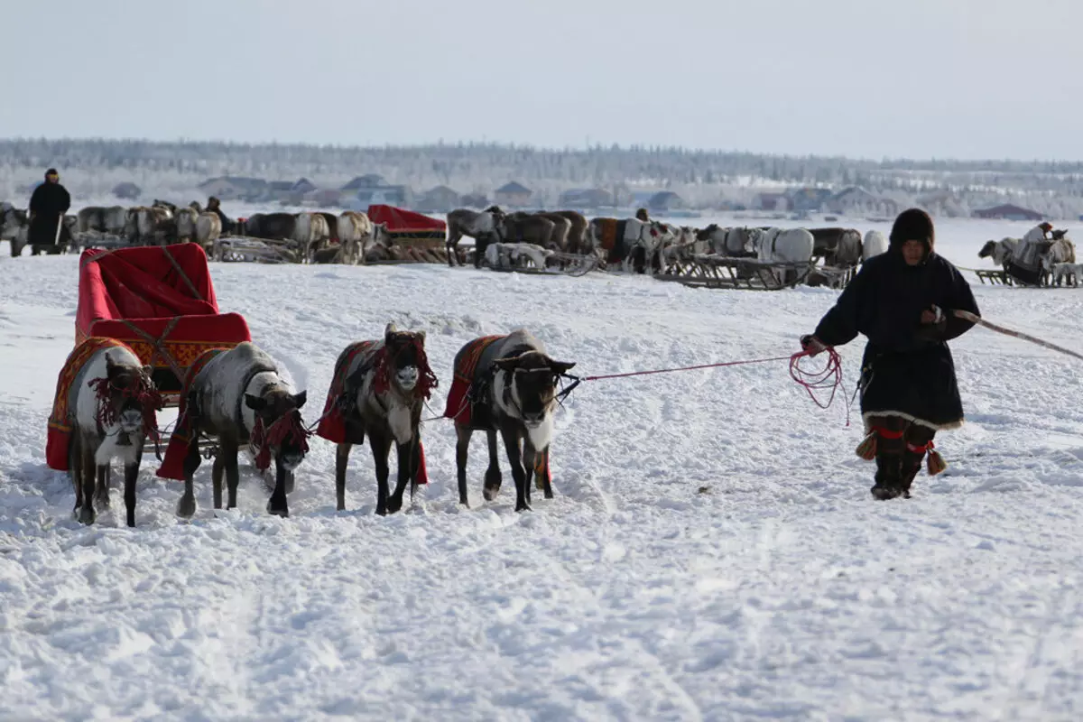 Que en el año nuevo puede atraer turistas polar regiones de rusia