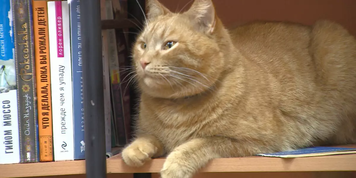 Die Katze wurde Bibliothekarin im Tver-Dorf