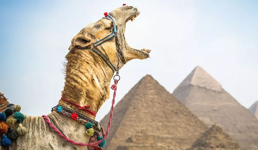 Tour operators suspended sales of tours to Egypt