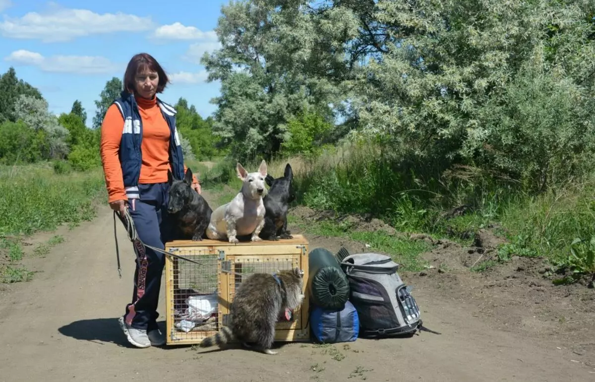 Par frá Chelyabinsk ferðast með raccoon og þrjá hunda