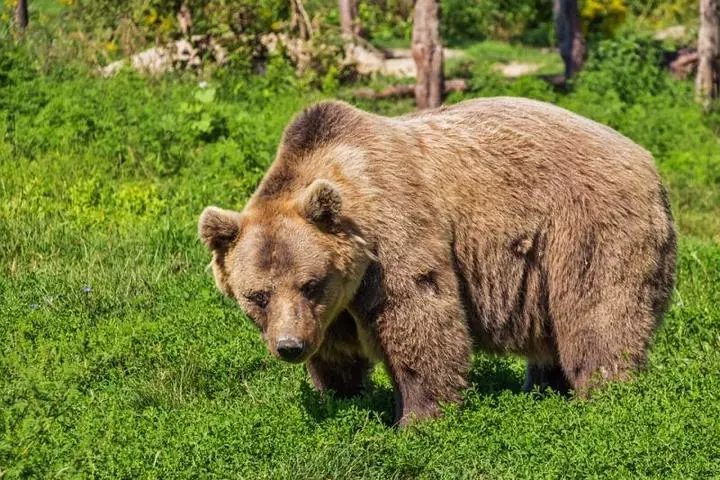 Ua matelaina le fia ai i le turisi ala