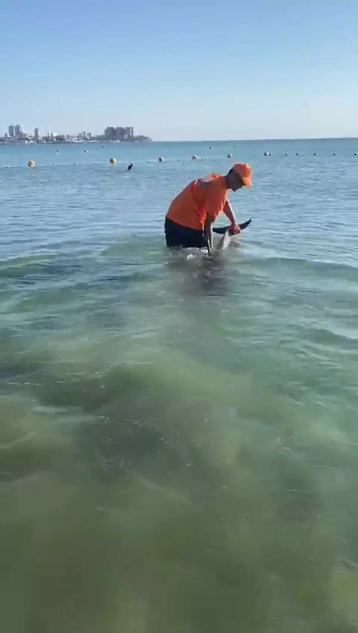 Anappish Beach- ում ուսուցիչը օգնեց կորցնել Դելֆինին ծովը լողալու համար