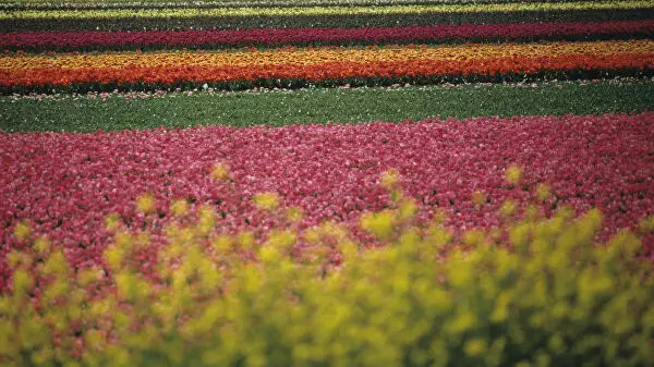 Di Belanda, pertanian bunga membuat pesan dari tulip untuk wisatawan