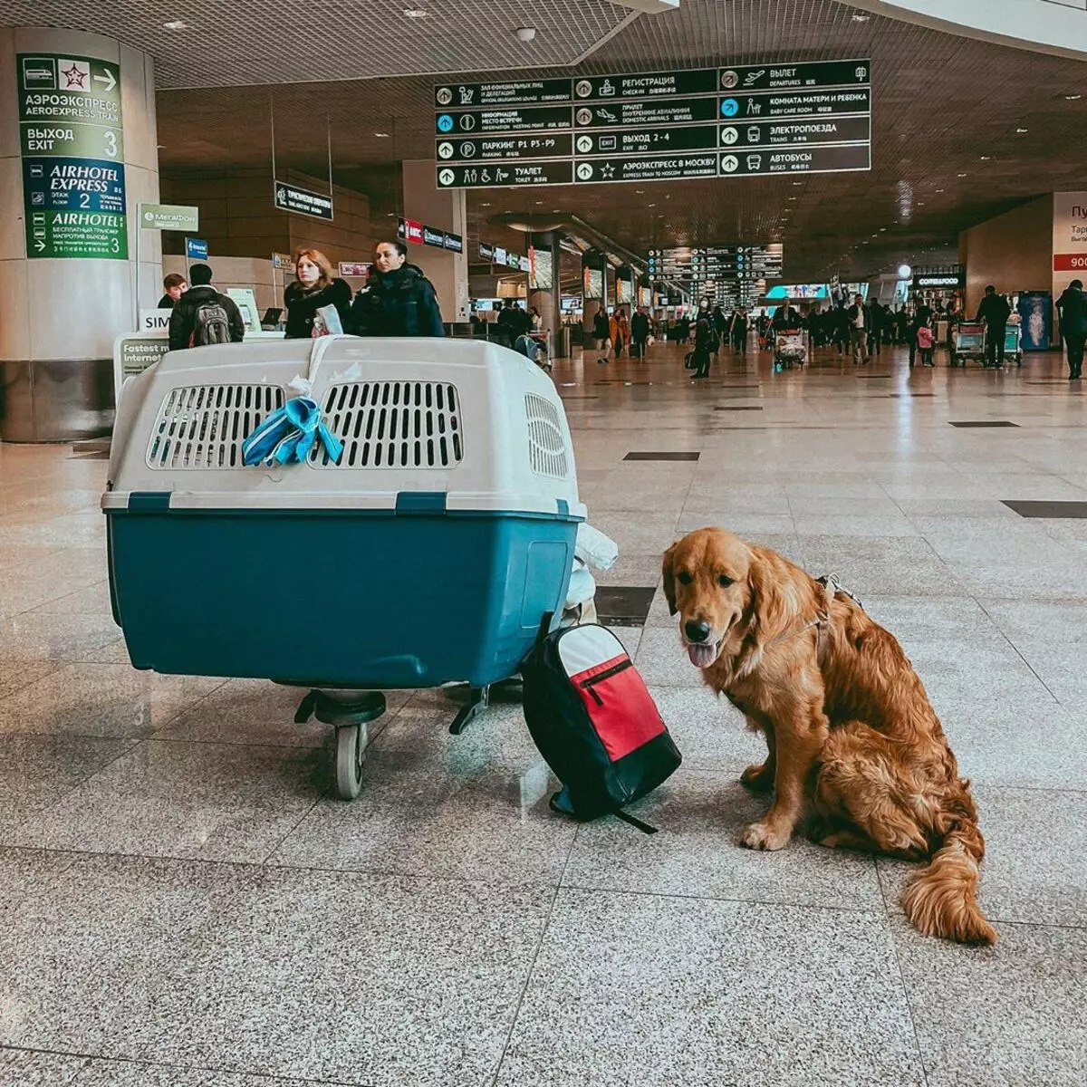 Popular Blogger Dog Lost at the airport