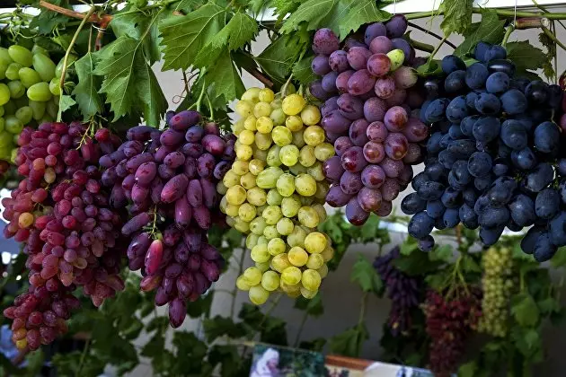 O goberno expandiu a funcionalidade do rexistro de plantacións de uva