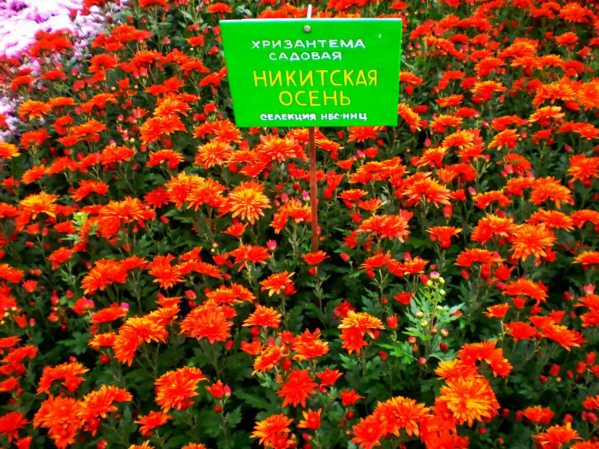 Nikitsky botanical.