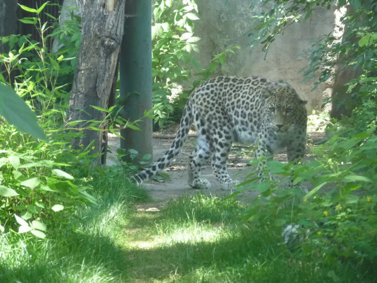 Zoo Budapest, Budapest, Hongrie, Europe