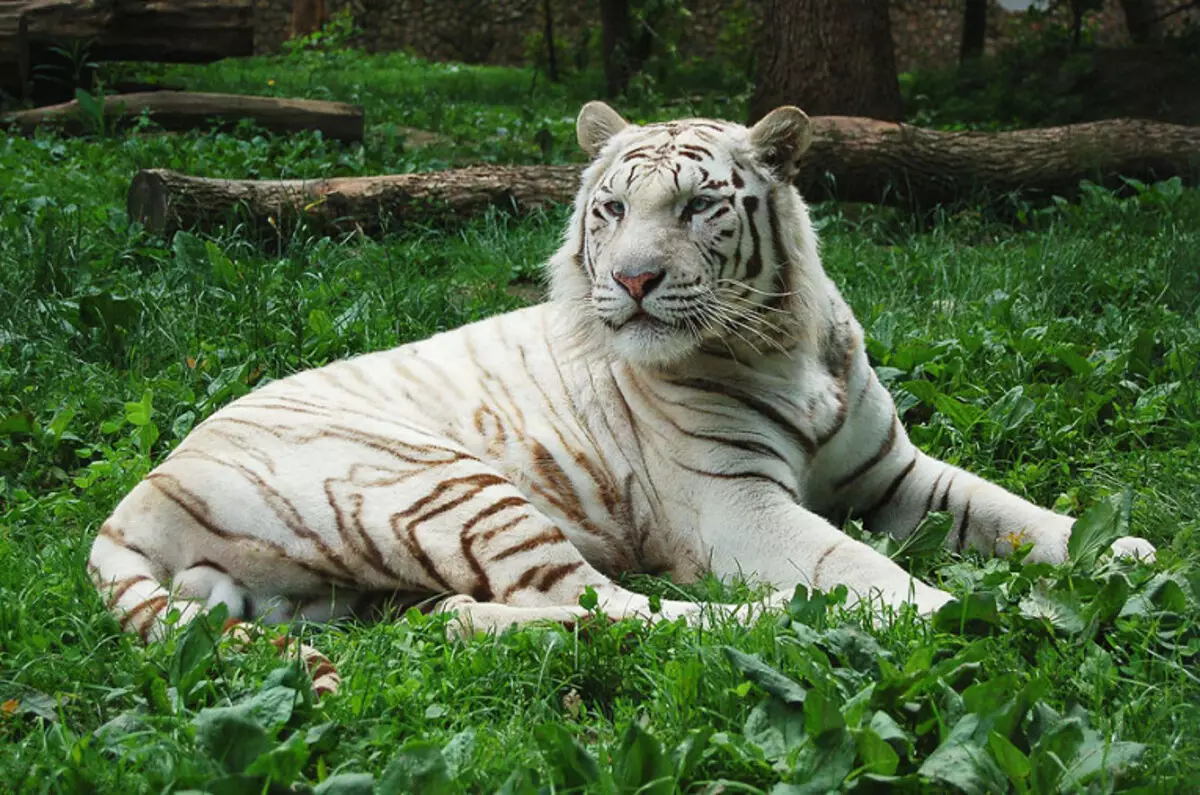 Zoo, Budapest, Ungarn, Europa