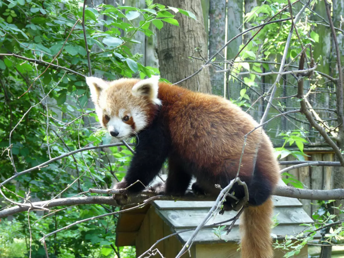 Zoo Budapest, Budapest, Ungarn, Europa