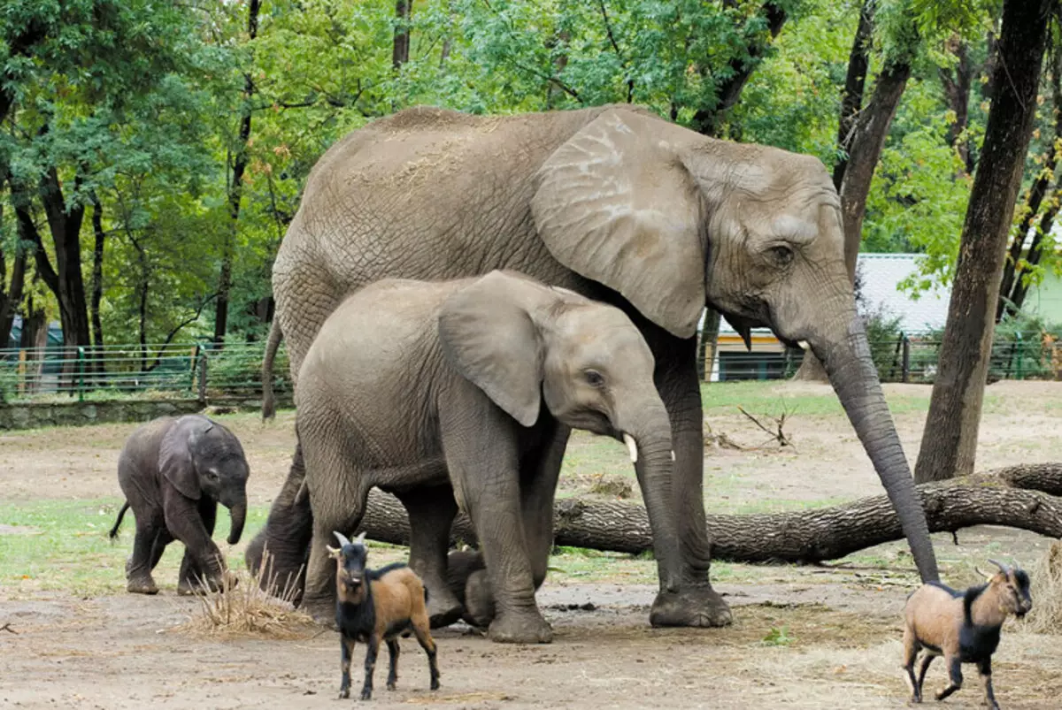 Zoo, Budapest, Hongrie, Europe