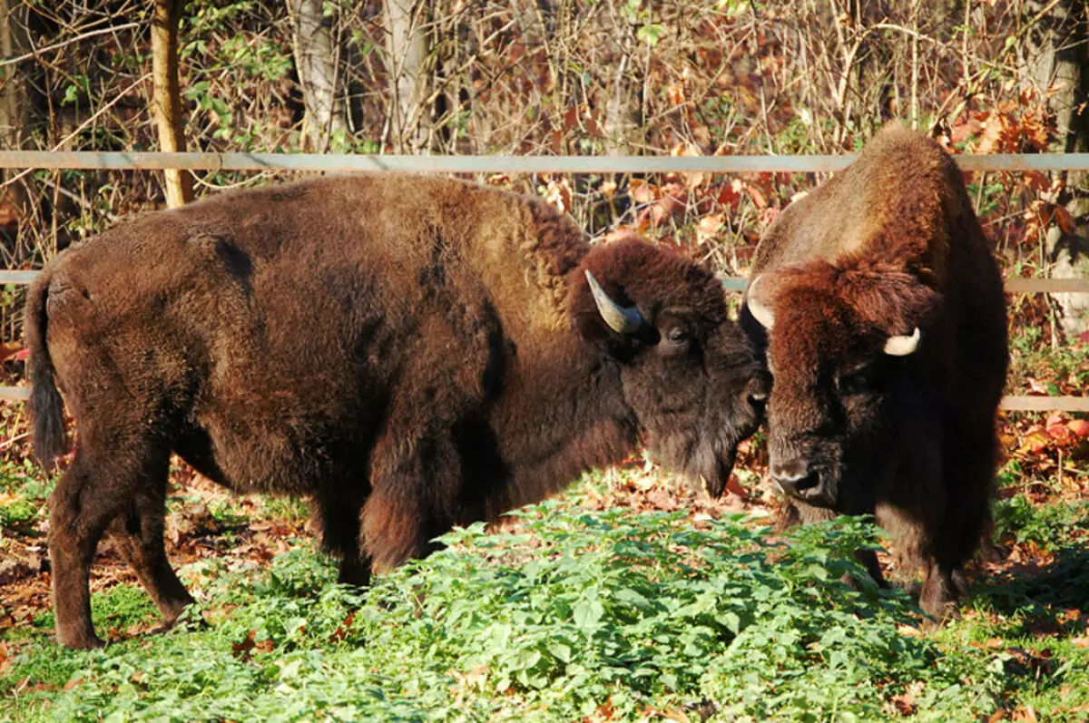 Zoo, Budapest, Hongrie, Europe