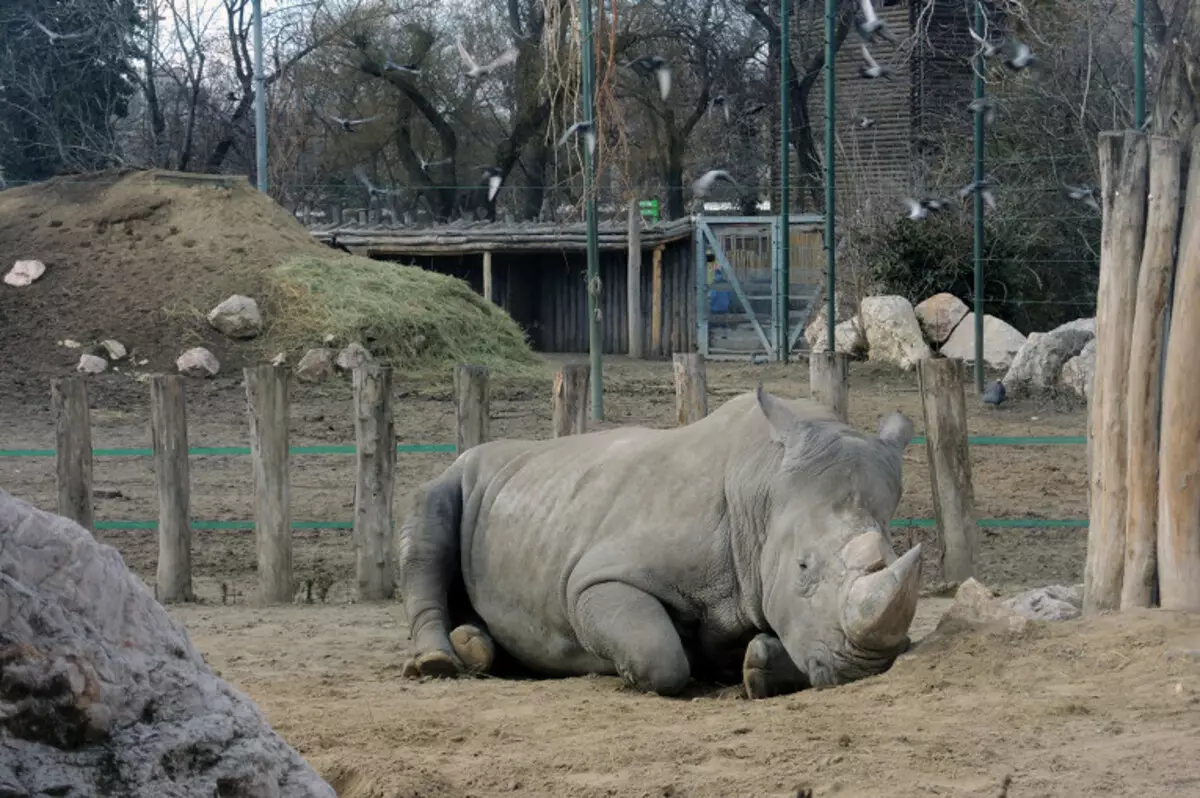 Zoo budapest