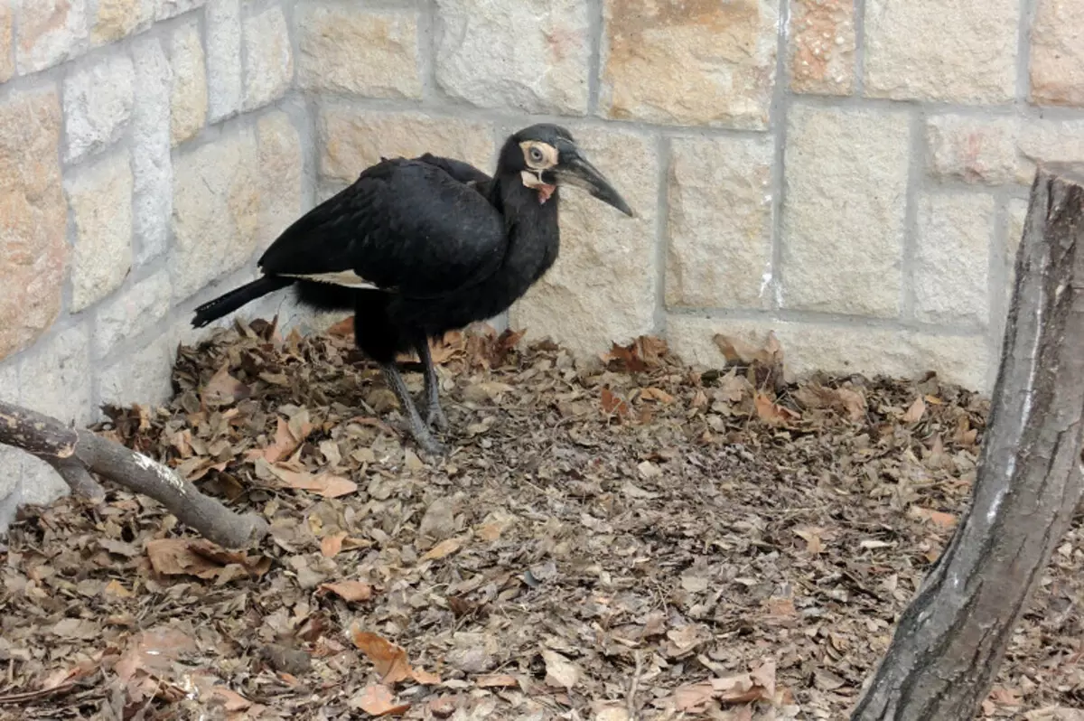 Zoo budapest