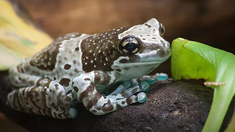 Warsaw Zoo, Warschau, Polen, Europa