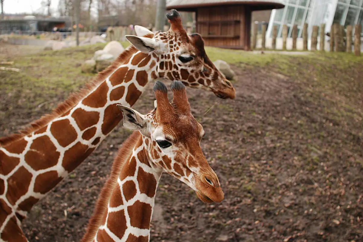 Copenhagen Zoo, Copenhagen, Danimarike, Uburayi