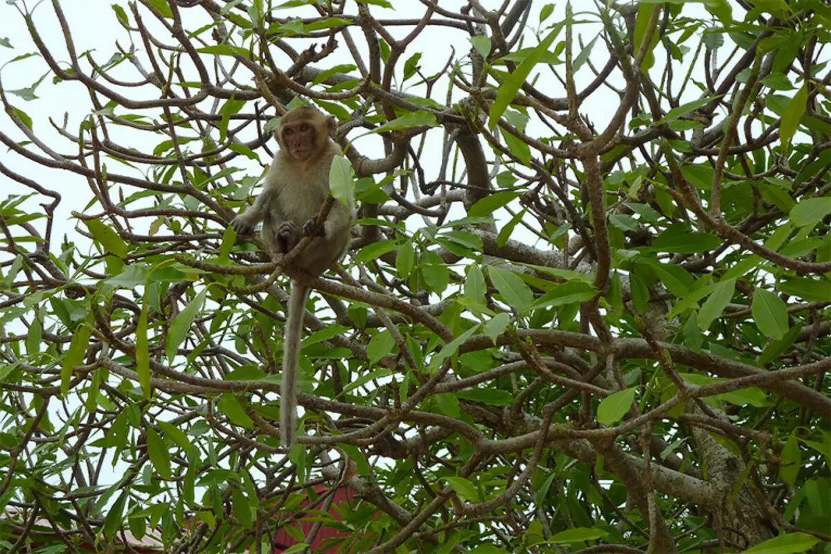 Νησί Monkey, Nha Trang, Βιετνάμ, Ασία