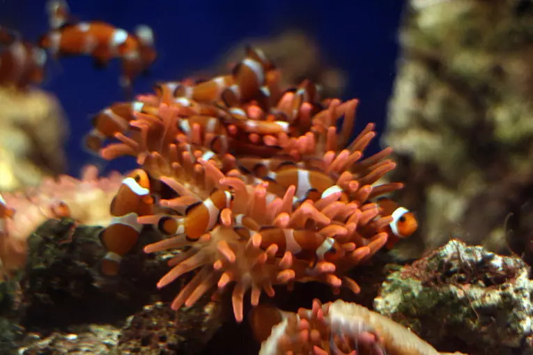 水族館熱那亞，熱那亞，意大利，歐洲