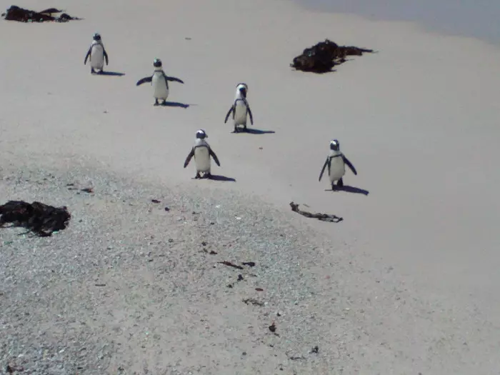 Penguin beach.