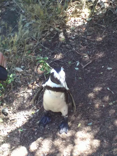 Pinguins-strand.