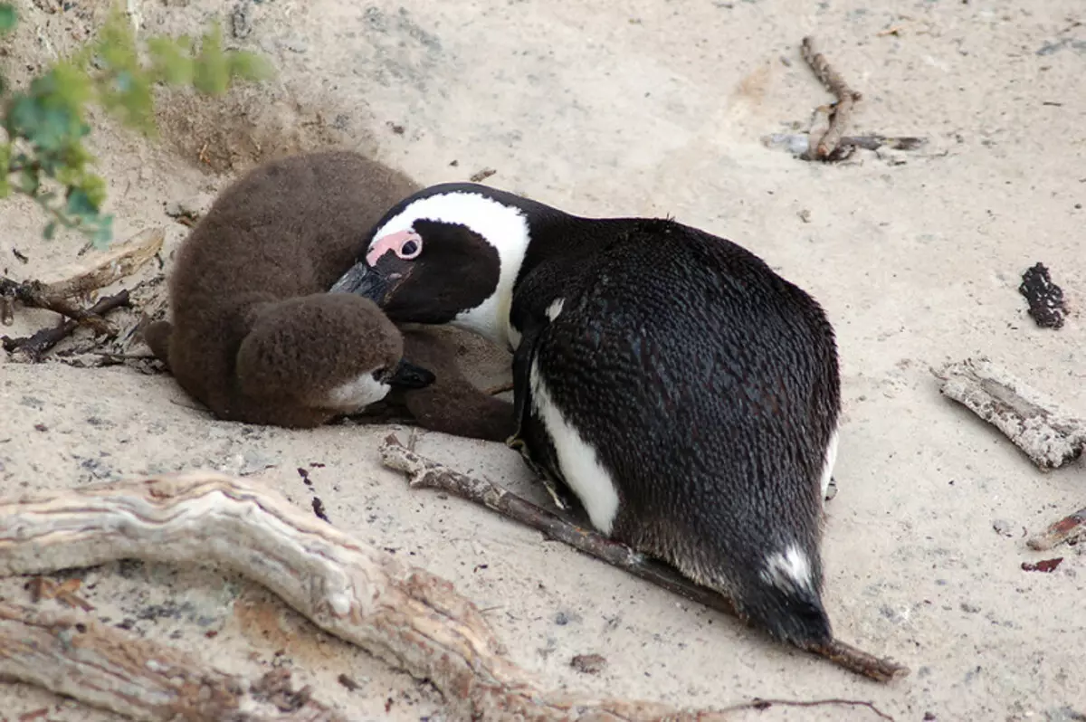 Penguin Beach, Cape Town, Južna Afrika, Afrika