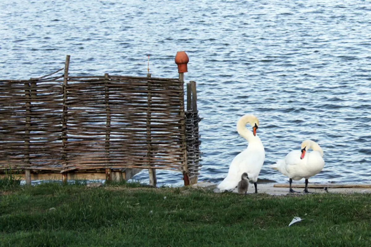 Club de pêche 