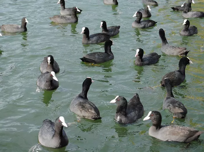 Lake Aurno, Pezzzhi, קאַמפּאַניאַ, איטאליע, אייראָפּע