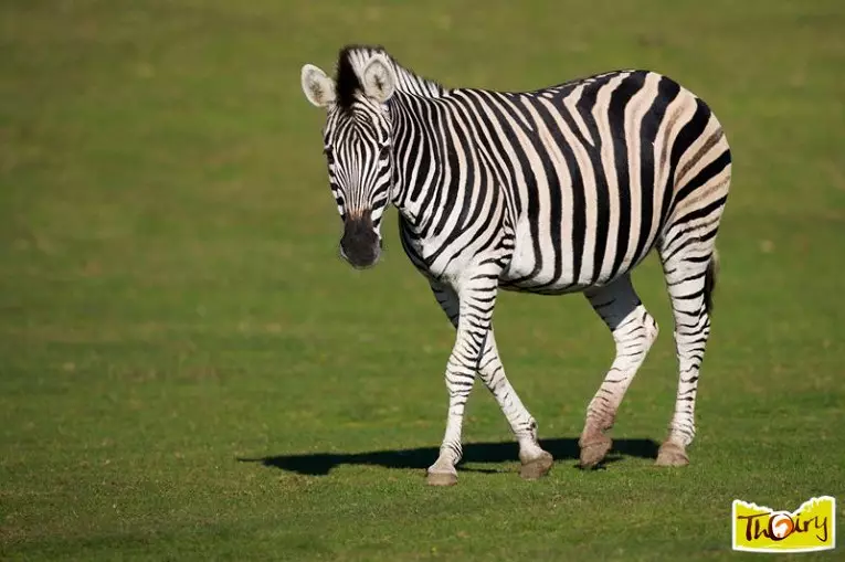 Tuari Zoo, Fransa, Ewropa