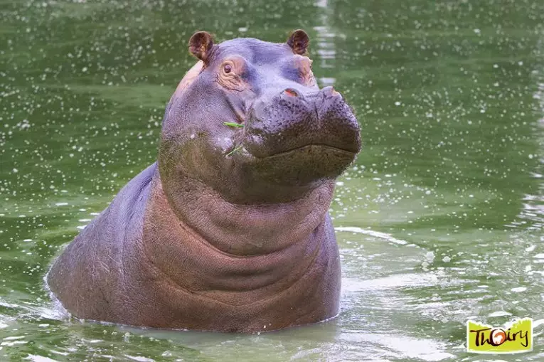 Tuari Zoo, França, Europa