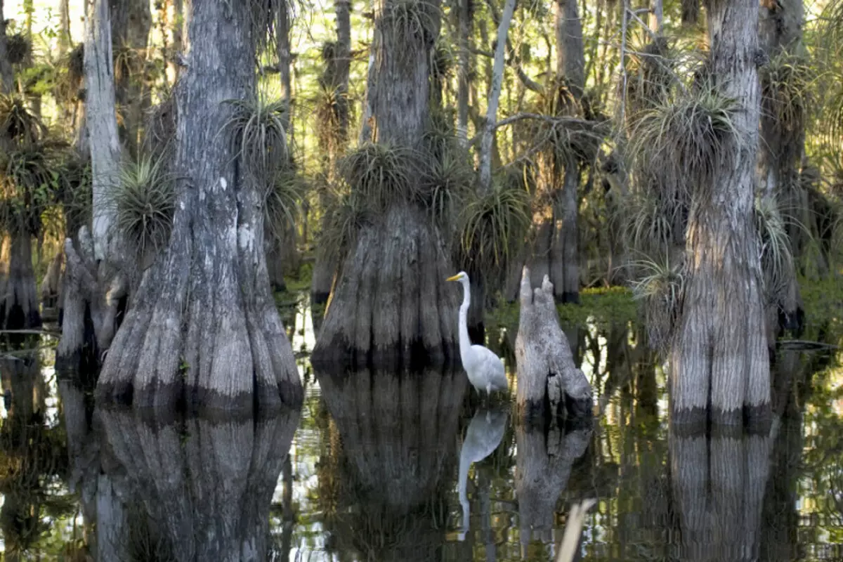 Parc national des Everglades, Floride, États-Unis, Amérique du Nord et Caraïbes