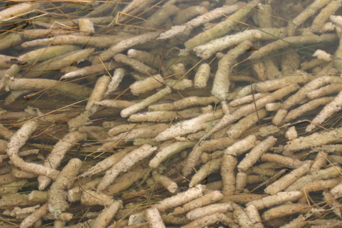 Εθνικό Πάρκο Everglades, Φλόριντα, ΗΠΑ, Βόρεια Αμερική και Καραϊβική