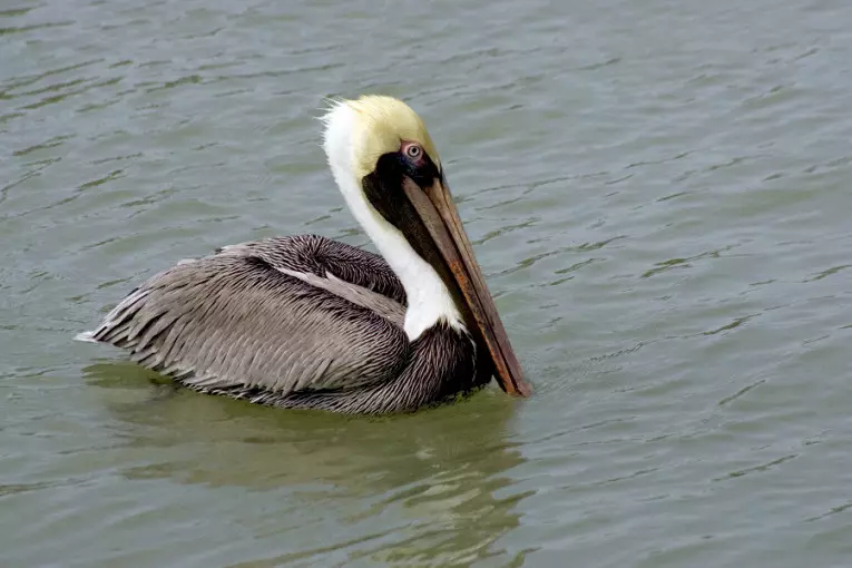 Everglades National Park, Florida, ABŞ, Şimali Amerika və Karib dənizi