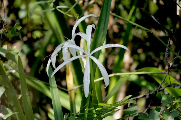 Everglades National Park, Florida, ABŞ, Şimali Amerika və Karib dənizi