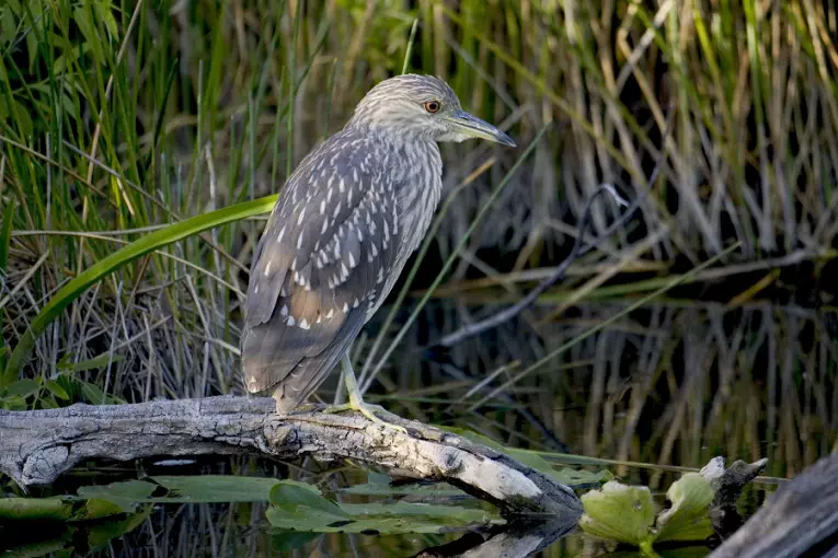 Everglades Milli Parkı, Florida, ABD, Kuzey Amerika ve Karayipler