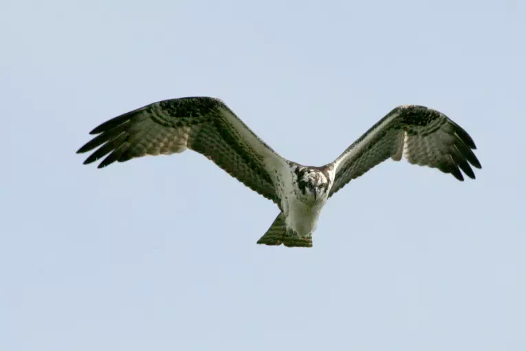 Εθνικό Πάρκο Everglades, Φλόριντα, ΗΠΑ, Βόρεια Αμερική και Καραϊβική