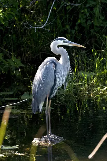 Everglades ແຫ່ງຊາດ Park, Florida, USA, ອາເມລິກາເຫນືອແລະ Caribbean