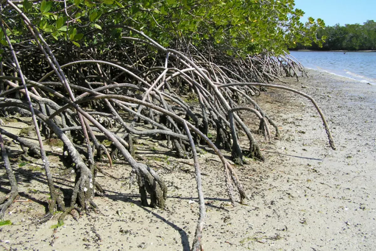 Everglades ແຫ່ງຊາດ Park, Florida, USA, ອາເມລິກາເຫນືອແລະ Caribbean