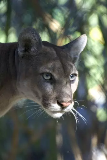 Nthawi Yonsenso National Park, Florida, USA, North America ndi Caribbean