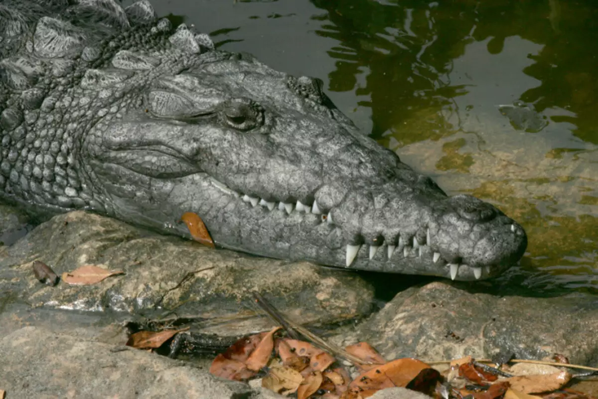 Everglades Milli Parkı, Florida, ABD, Kuzey Amerika ve Karayipler