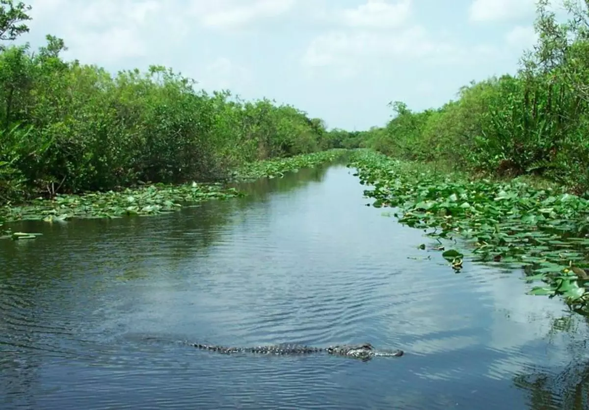Safari Park Everglades, Miami, USA, l-Amerika ta 'Fuq u l-Karibew