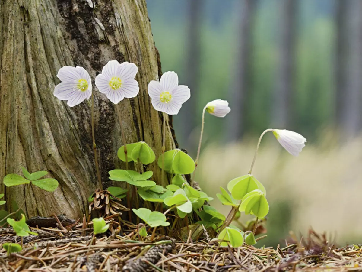 ප්ලිට්විස් විල්, ක්රොඒෂියාව, යුරෝපය