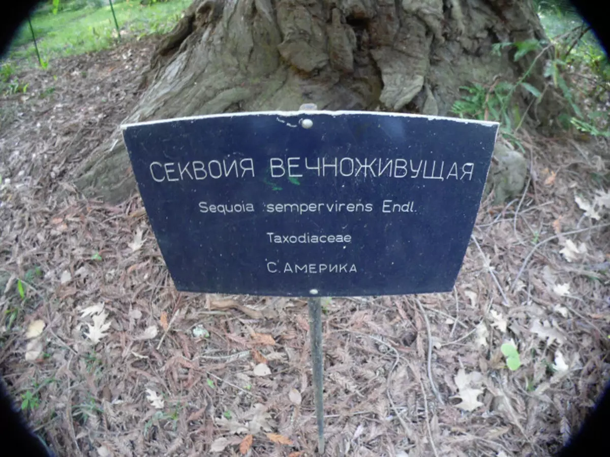 Taman Bothumi Botani, Sukhum, Abkhazia, Éropa