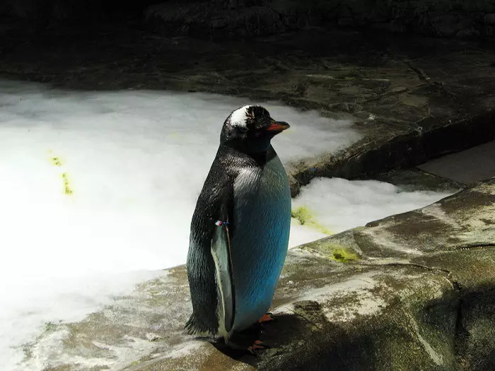 Ocean Park Park, Honkongo, Azio