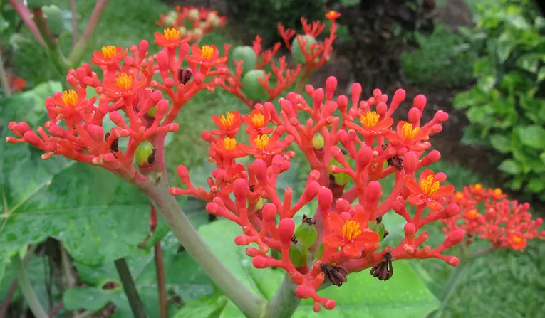 Royal Botanical Garden, Sri Lanka, Azi