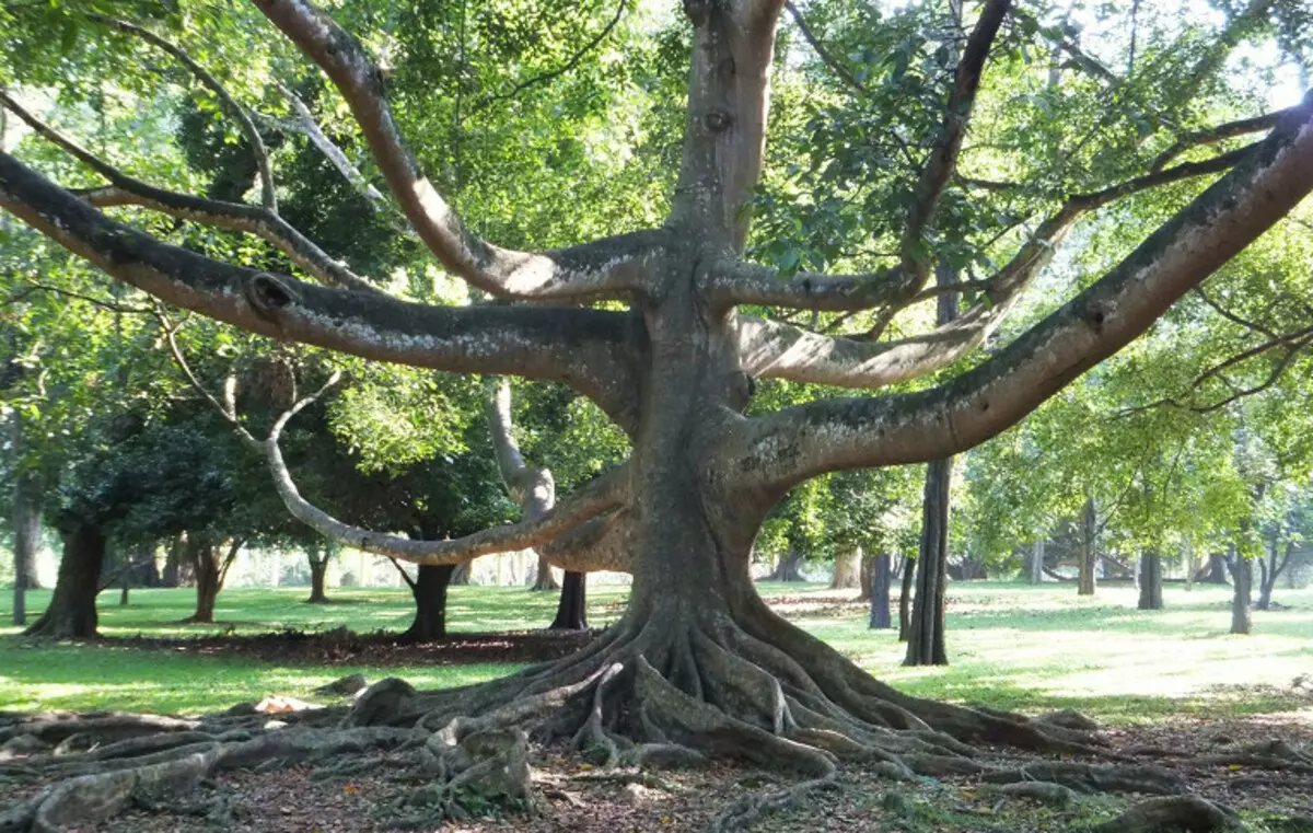 Ingadi yasebukhosini yeBotanical, Sri Lanka, Eshiya