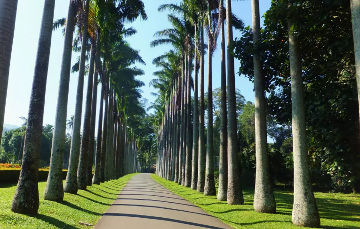 Royal Botanika Bağı, Şri Lanka, Asiya