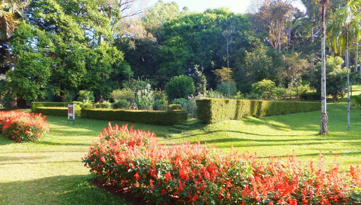 Royal Botanical Garden, Sri Lanka, Azi