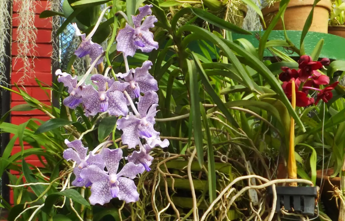 Royal Botanical Garden, Sri Lanka, Azi