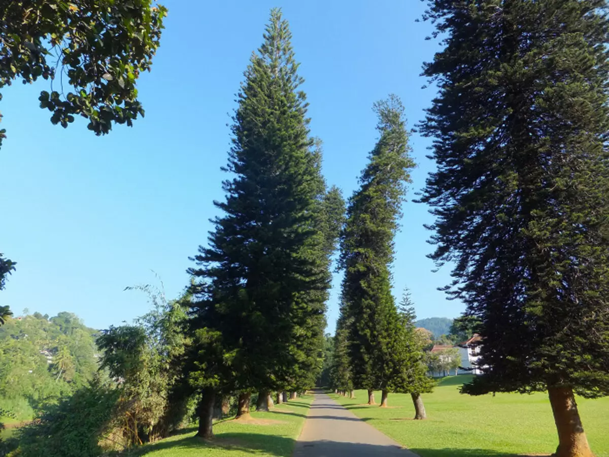 Royal Botanical Garden, Sri Lanka, Azi